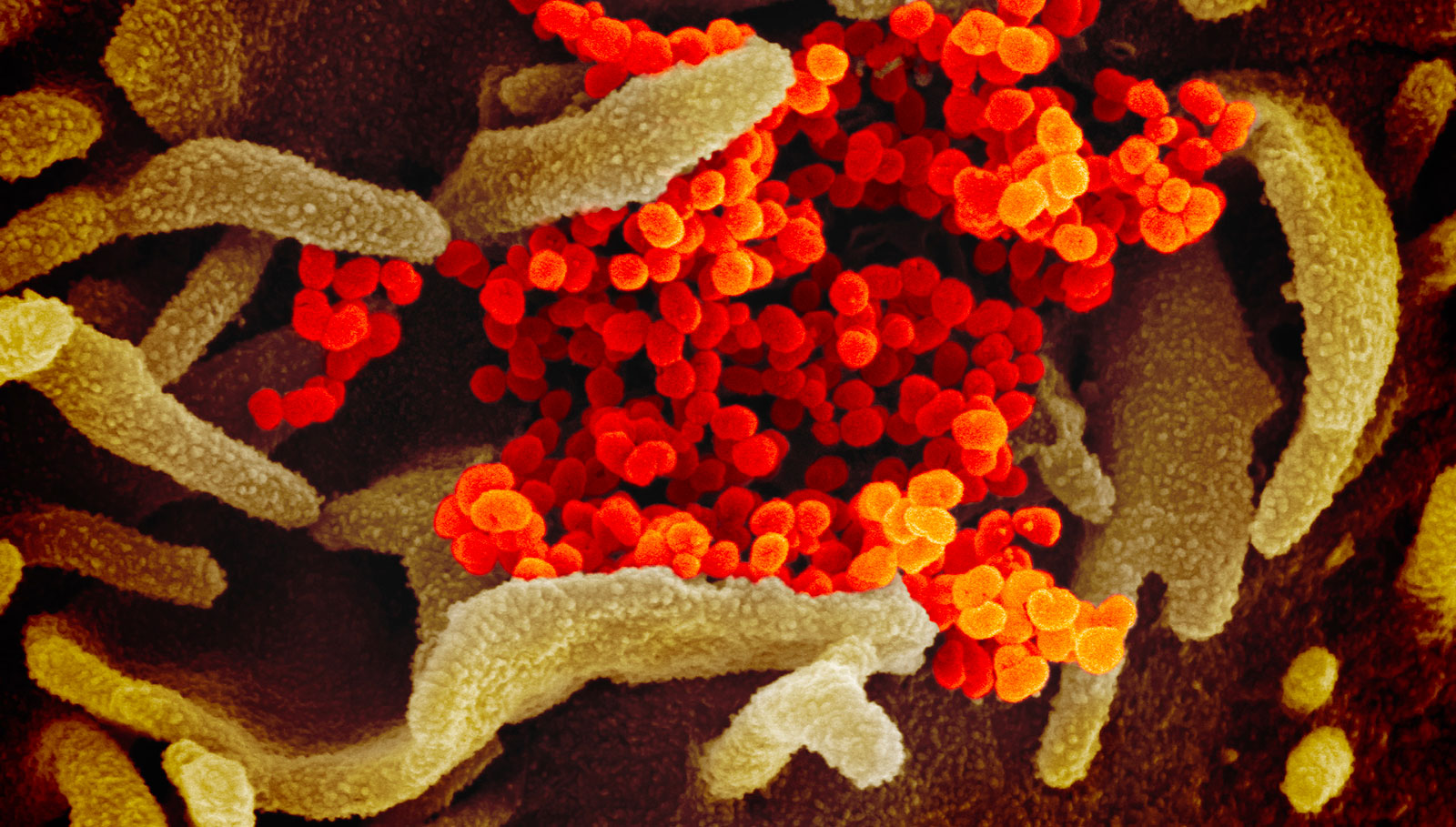 Consortium - Proact EU Response